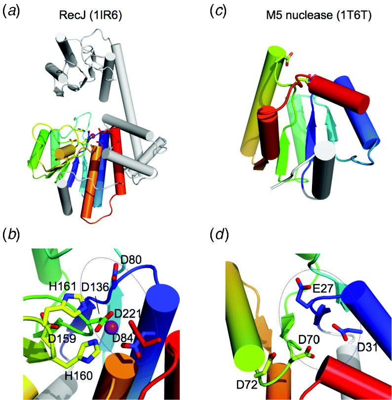 Nucleases: diversity of structure, function and mechanism | Quarterly ...
