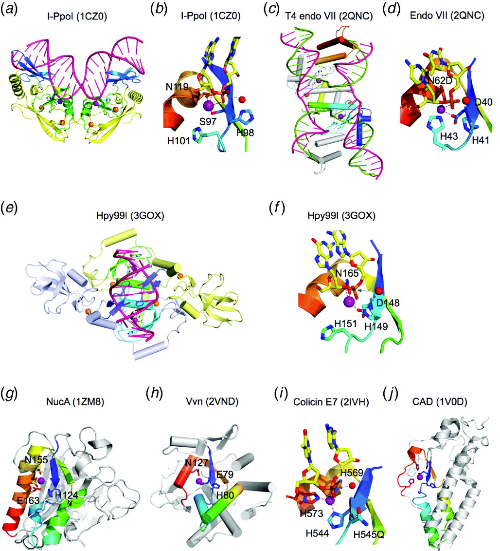 Nucleases: diversity of structure, function and mechanism | Quarterly ...