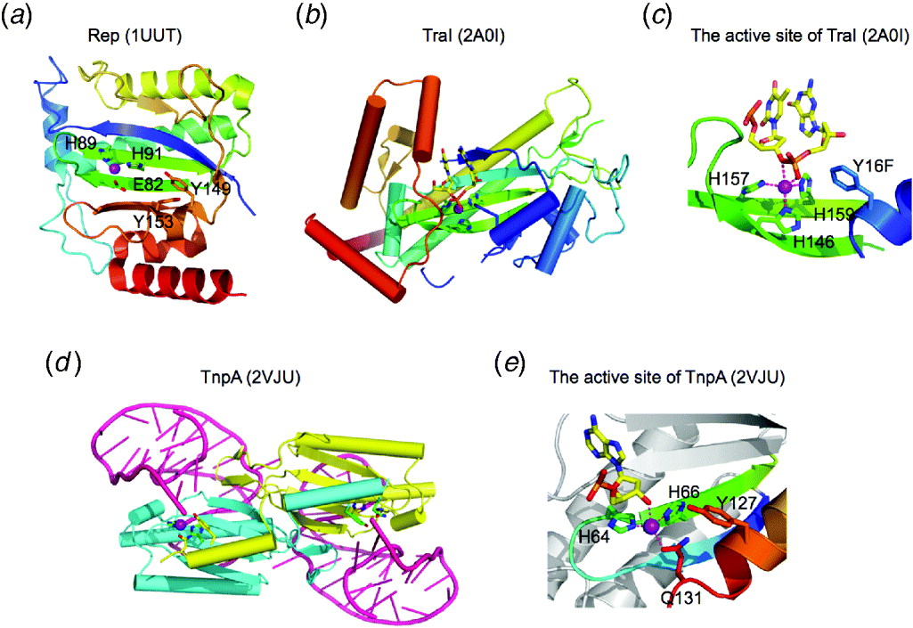 Nucleases: diversity of structure, function and mechanism | Quarterly ...