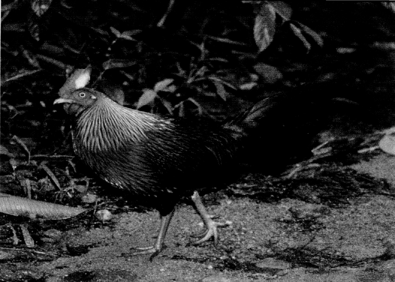 Overview of chicken taxonomy and domestication | World's Poultry ...