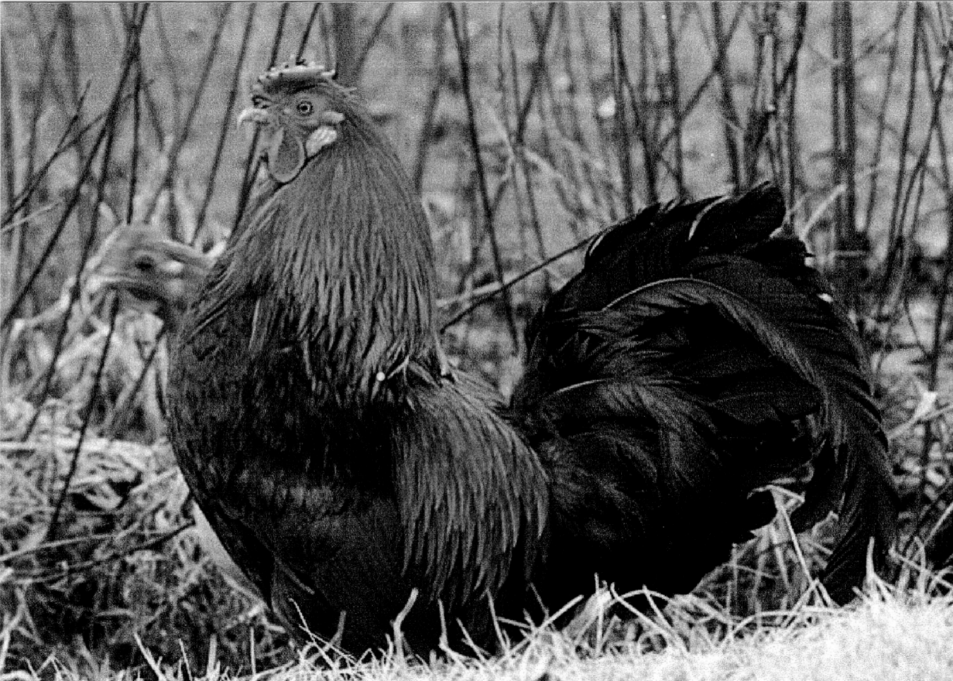 Overview of chicken taxonomy and domestication | World's Poultry ...