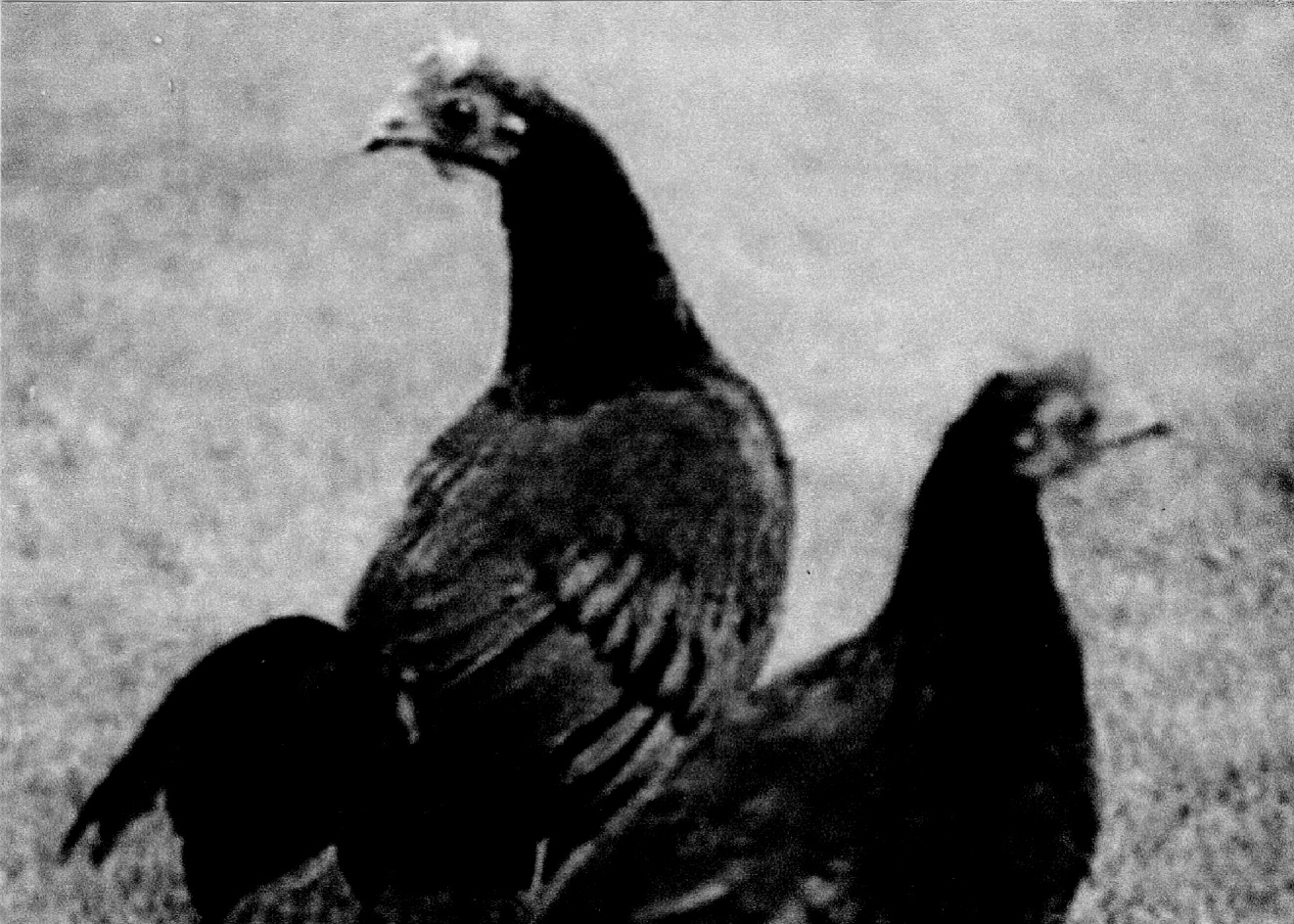 Overview of chicken taxonomy and domestication | World's Poultry ...