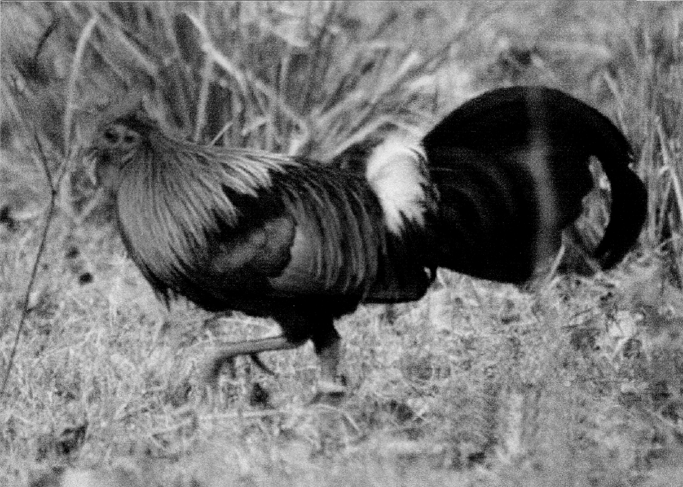 Overview of chicken taxonomy and domestication | World's Poultry ...