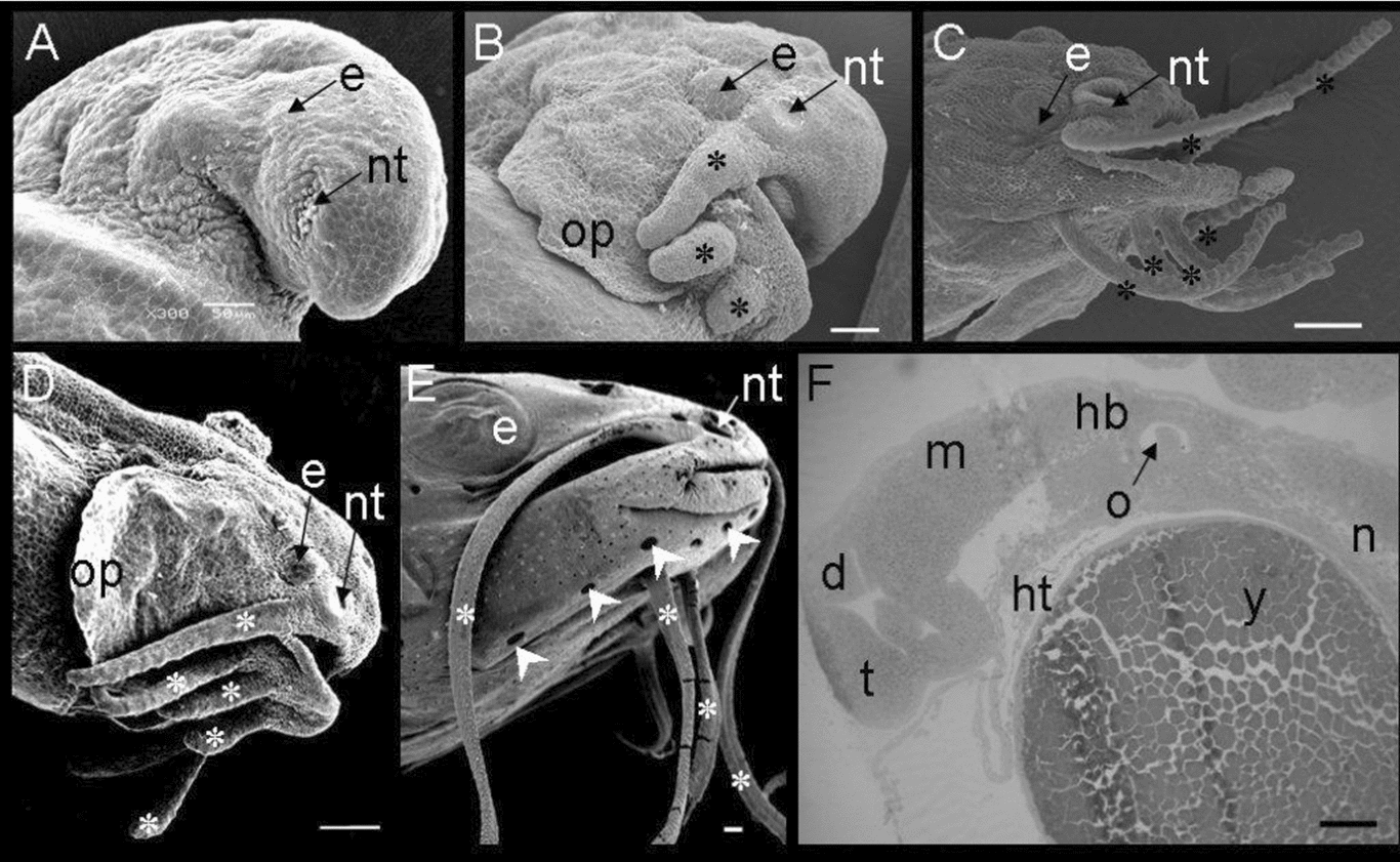 Development of the neotropical catfish Rhamdia quelen (Siluriformes ...