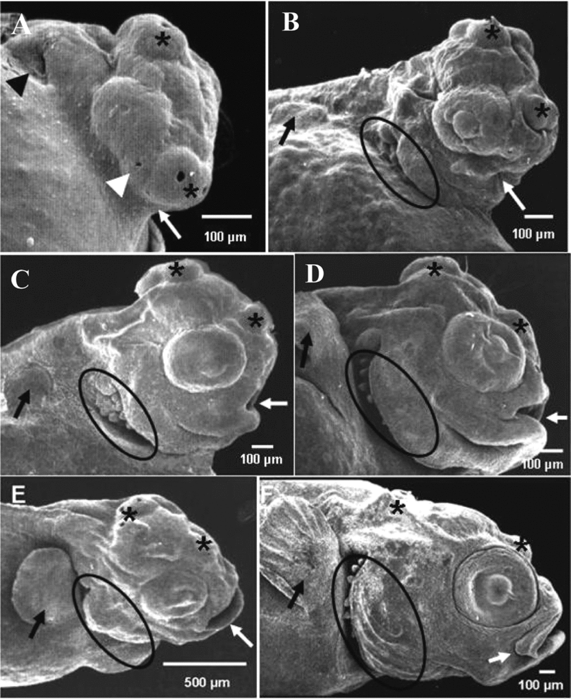 Early development of Astronotus ocellatus under stereomicroscopy and ...