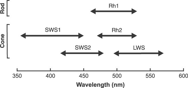 Primate color vision: A comparative perspective | Visual Neuroscience ...