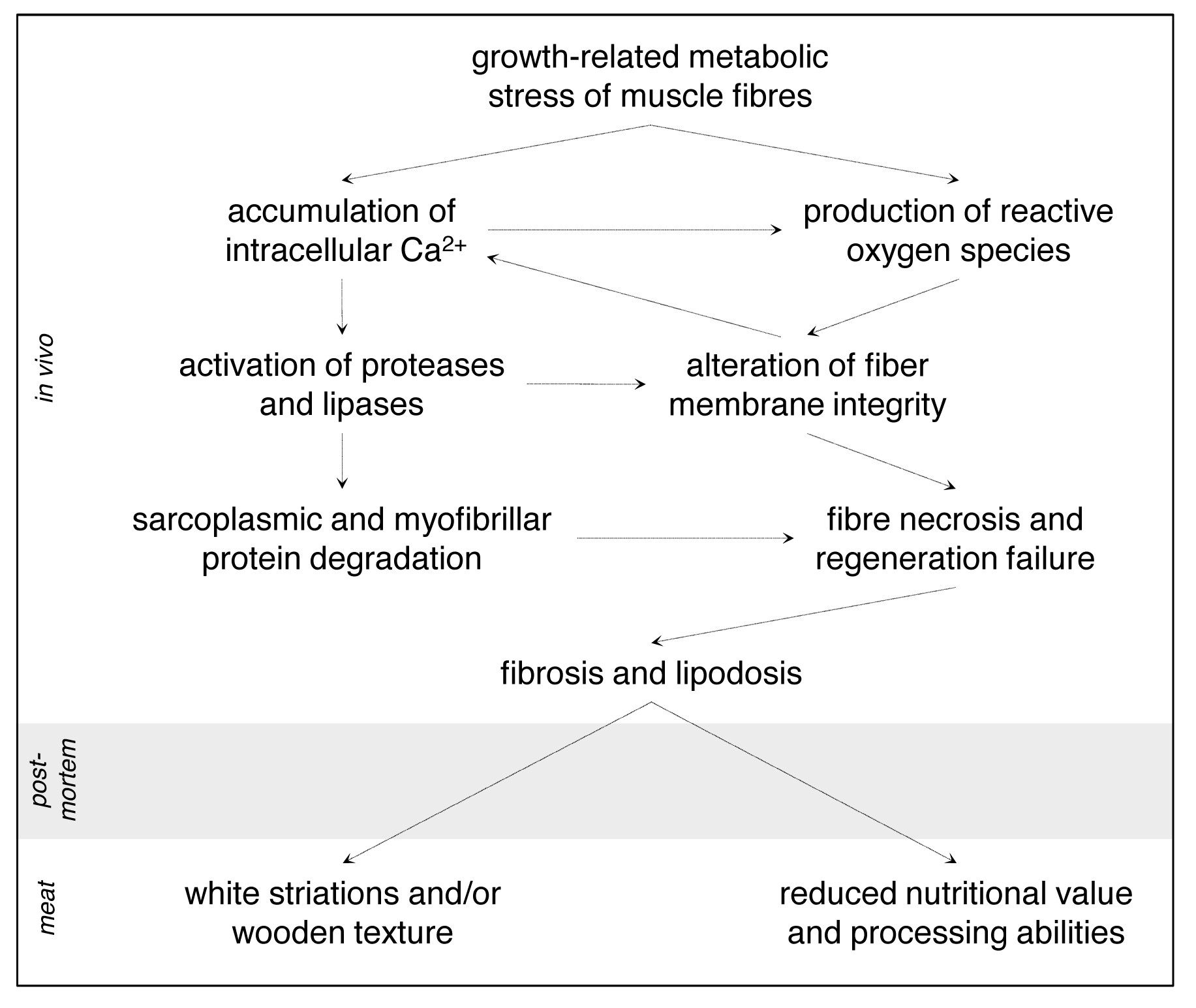 Meat quality in fast-growing broiler chickens | World's Poultry Science ...