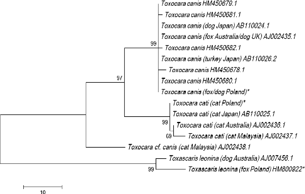 Intraspecific variation between the ITS sequences of Toxocara canis ...