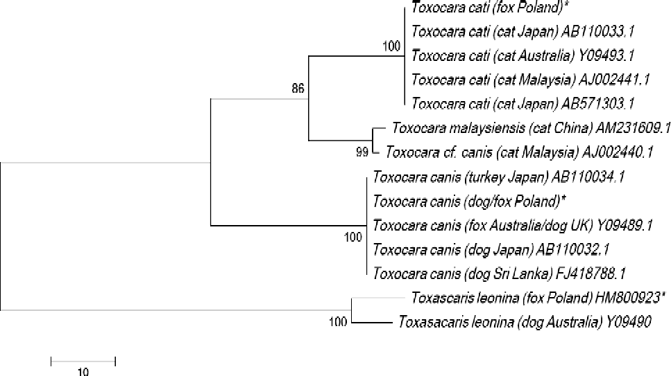 Intraspecific variation between the ITS sequences of Toxocara canis ...