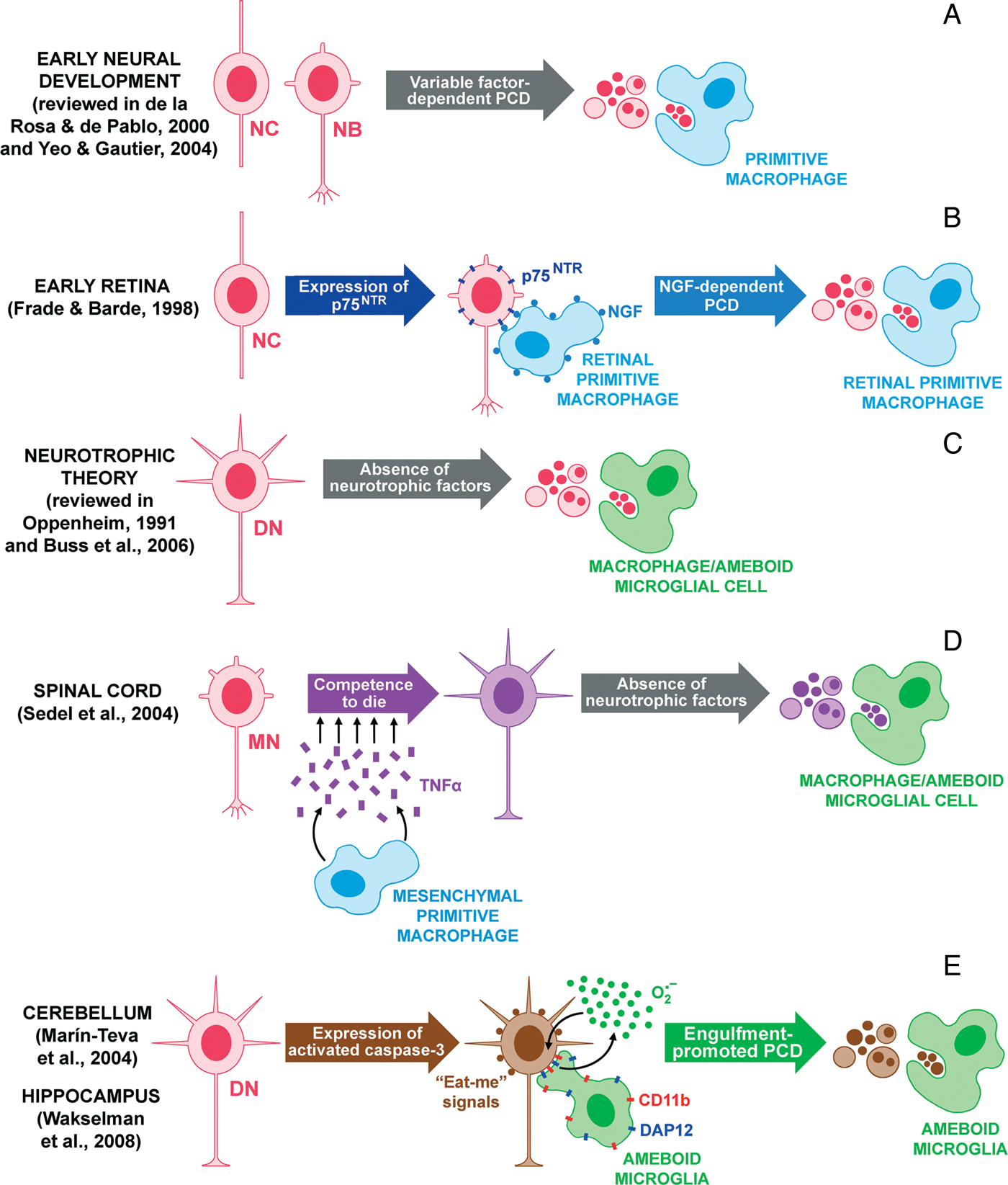 Microglia and neuronal cell death | Neuron Glia Biology | Cambridge Core
