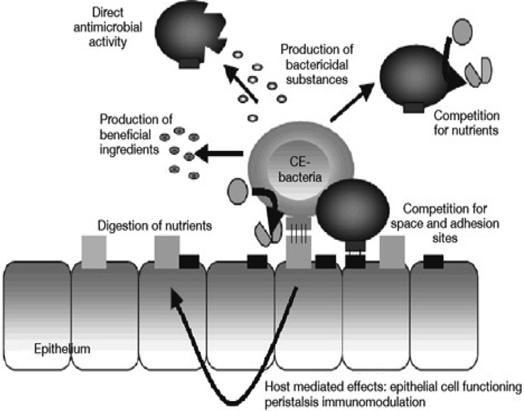 Control strategies for Campylobacter infection in poultry production ...