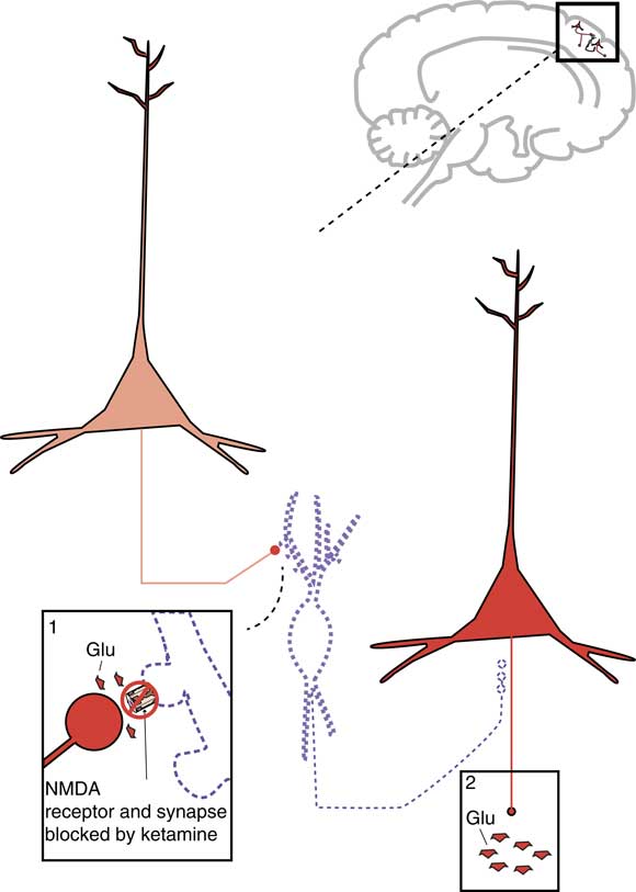 Mechanism of action of ketamine | CNS Spectrums | Cambridge Core