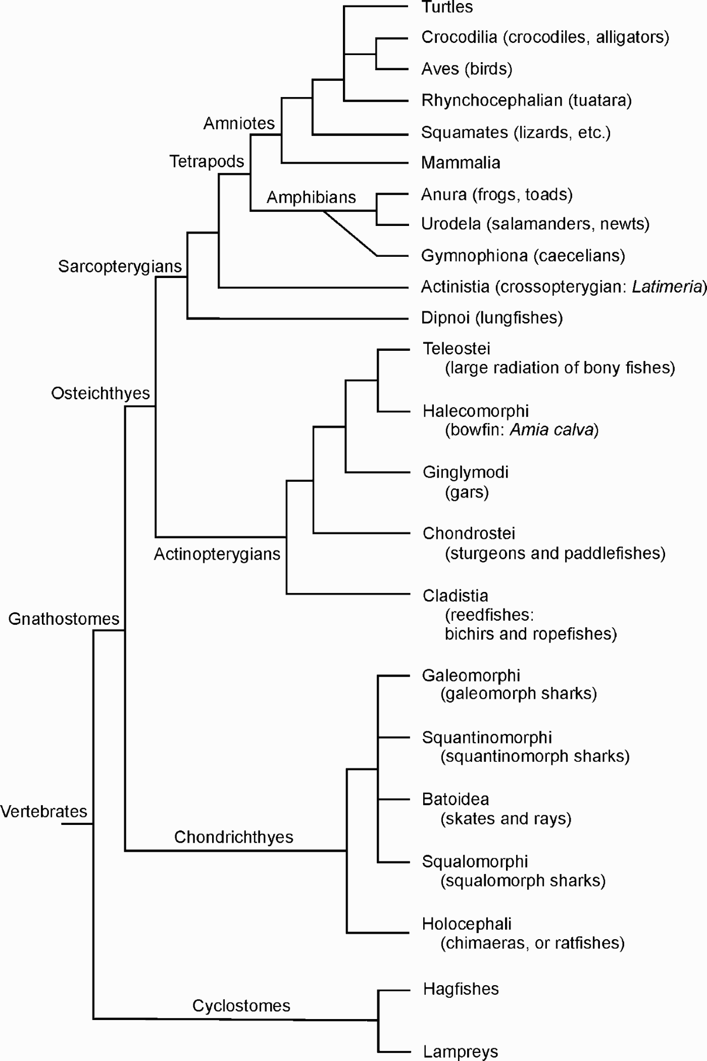 Evolution of the thalamus: a morphological and functional review ...