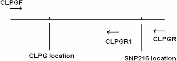 Identification of polymorphism in the goat callipyge gene (CLPG) and ...
