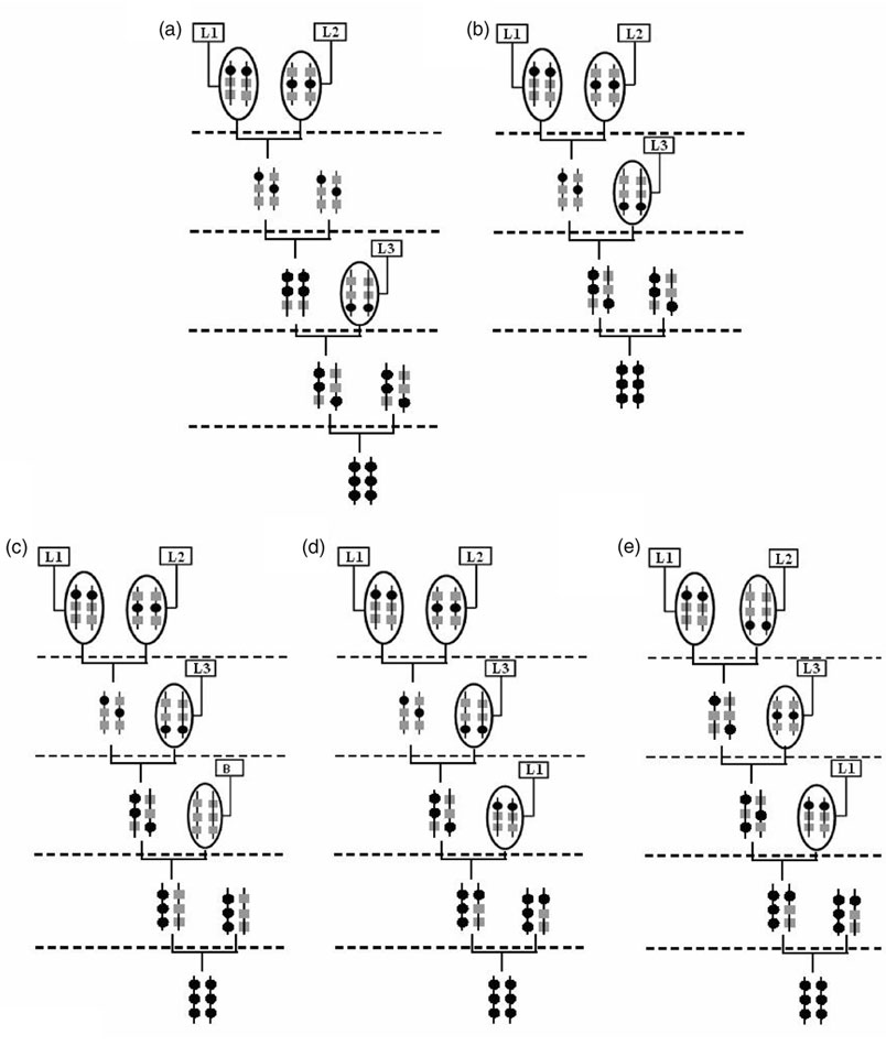 Design and comparison of gene-pyramiding schemes in animals | animal ...