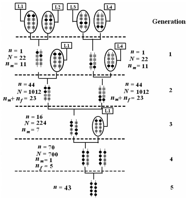 Design and comparison of gene-pyramiding schemes in animals | animal ...