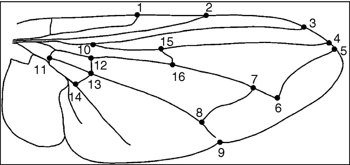 Wing morphometry as a tool for correct identification of primary and ...