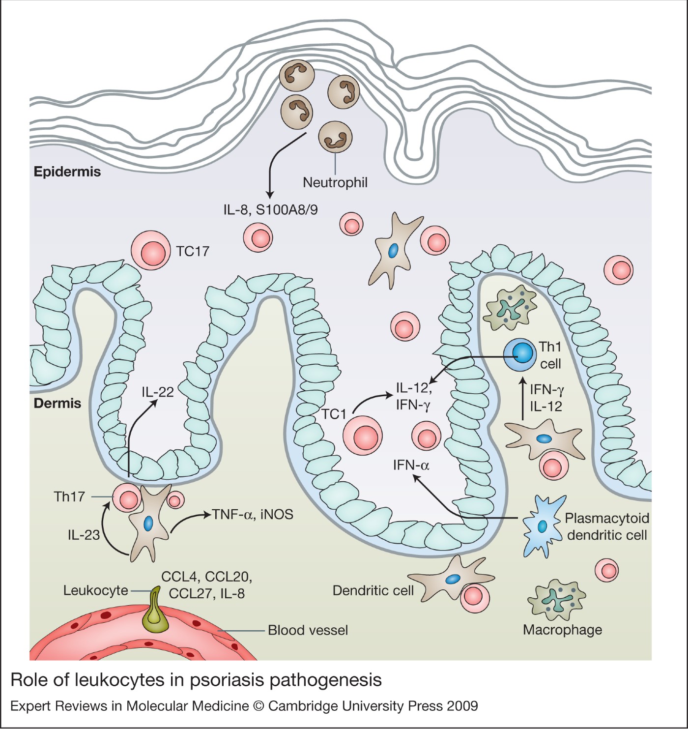 Molecular pathophysiology of psoriasis and molecular targets of ...
