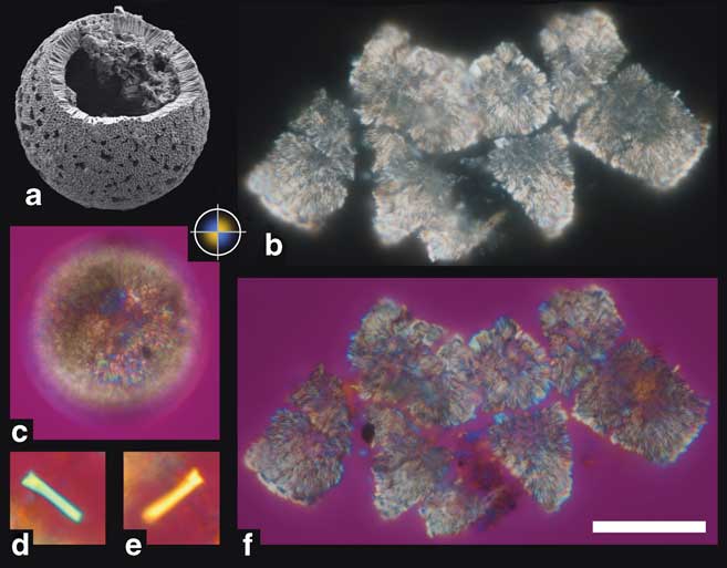 Calcareous dinoflagellate cysts from the Pleistocene (Marine Isotope ...