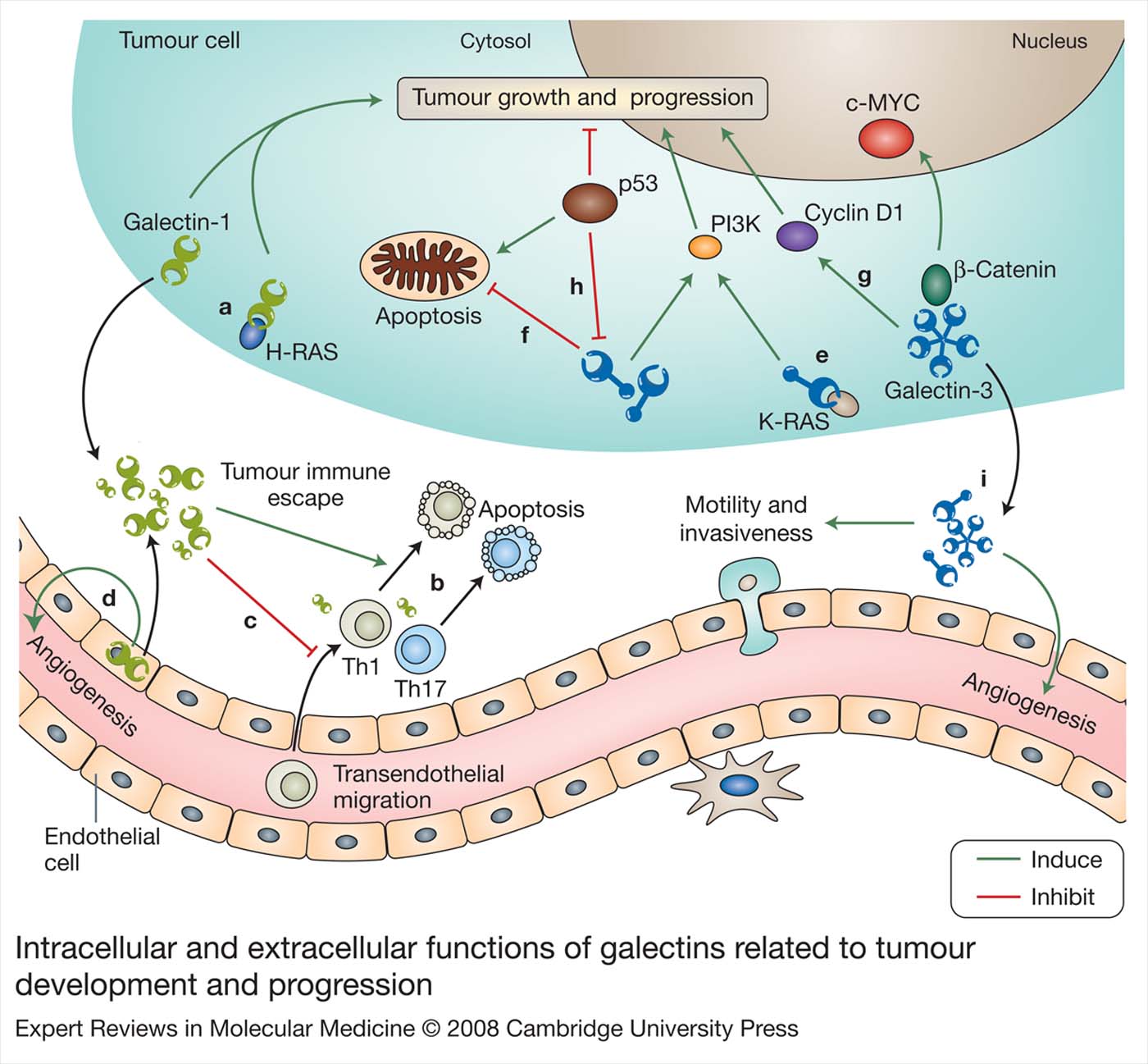 Galectins: structure, function and therapeutic potential | Expert ...