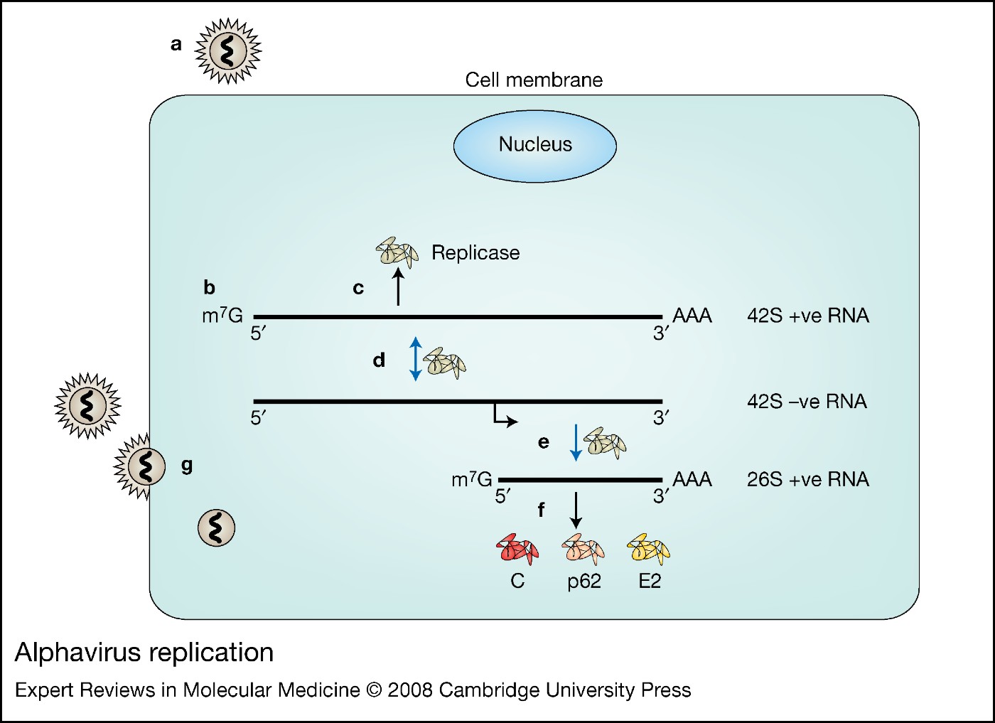 Therapeutic and prophylactic applications of alphavirus vectors ...