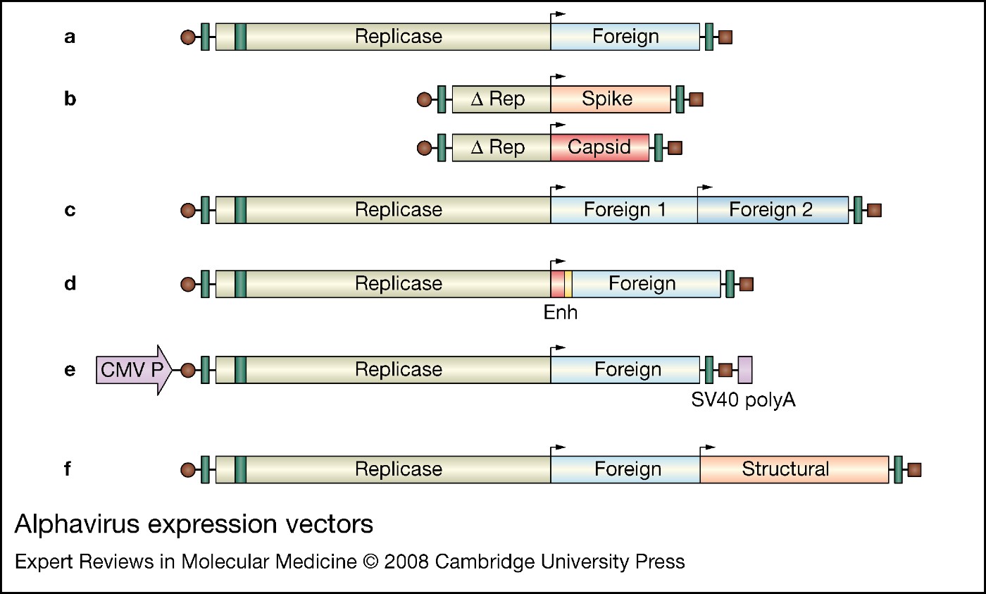 Therapeutic and prophylactic applications of alphavirus vectors ...