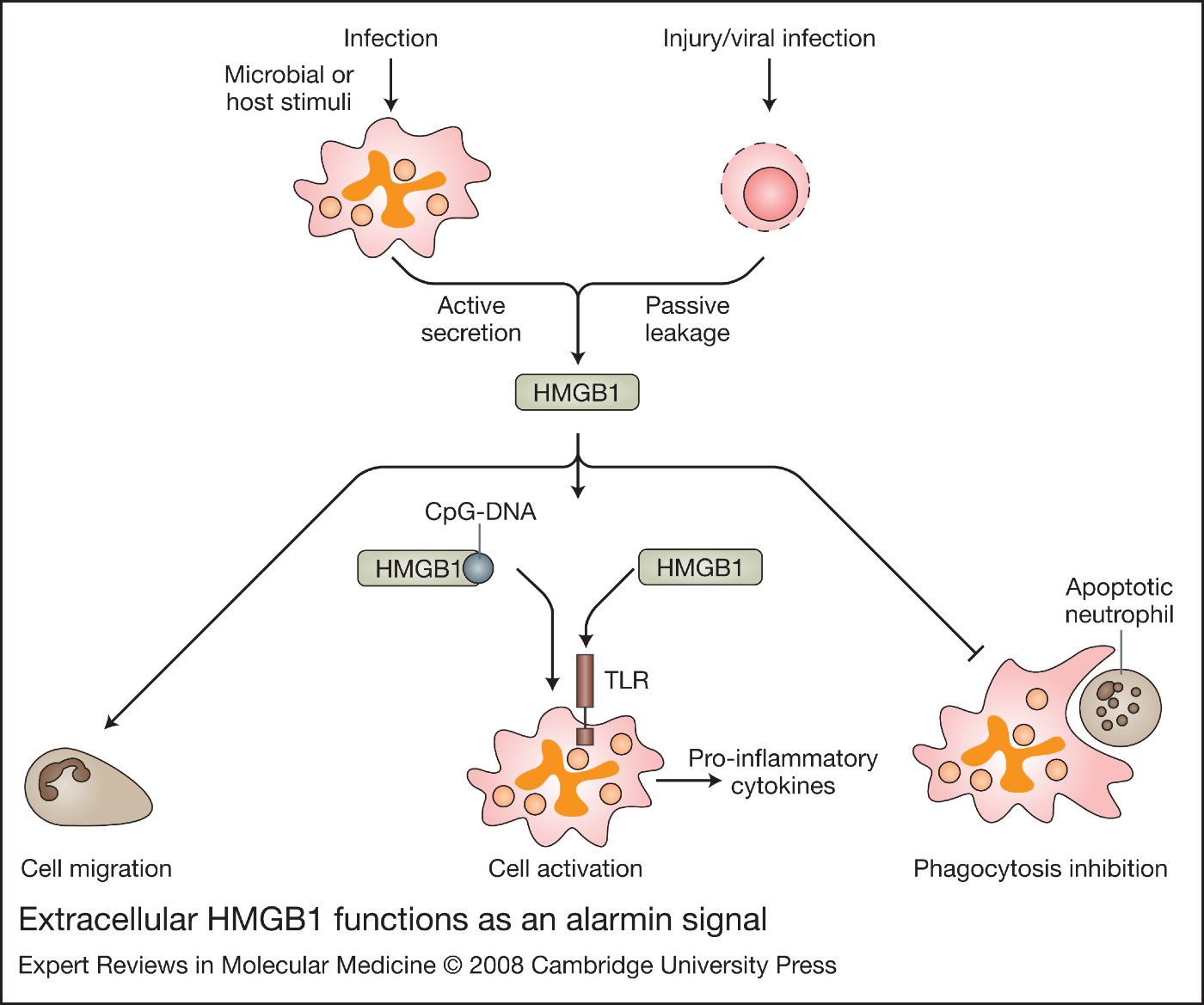 Therapeutic potential of HMGB1-targeting agents in sepsis | Expert Reviews in Molecular Medicine ...