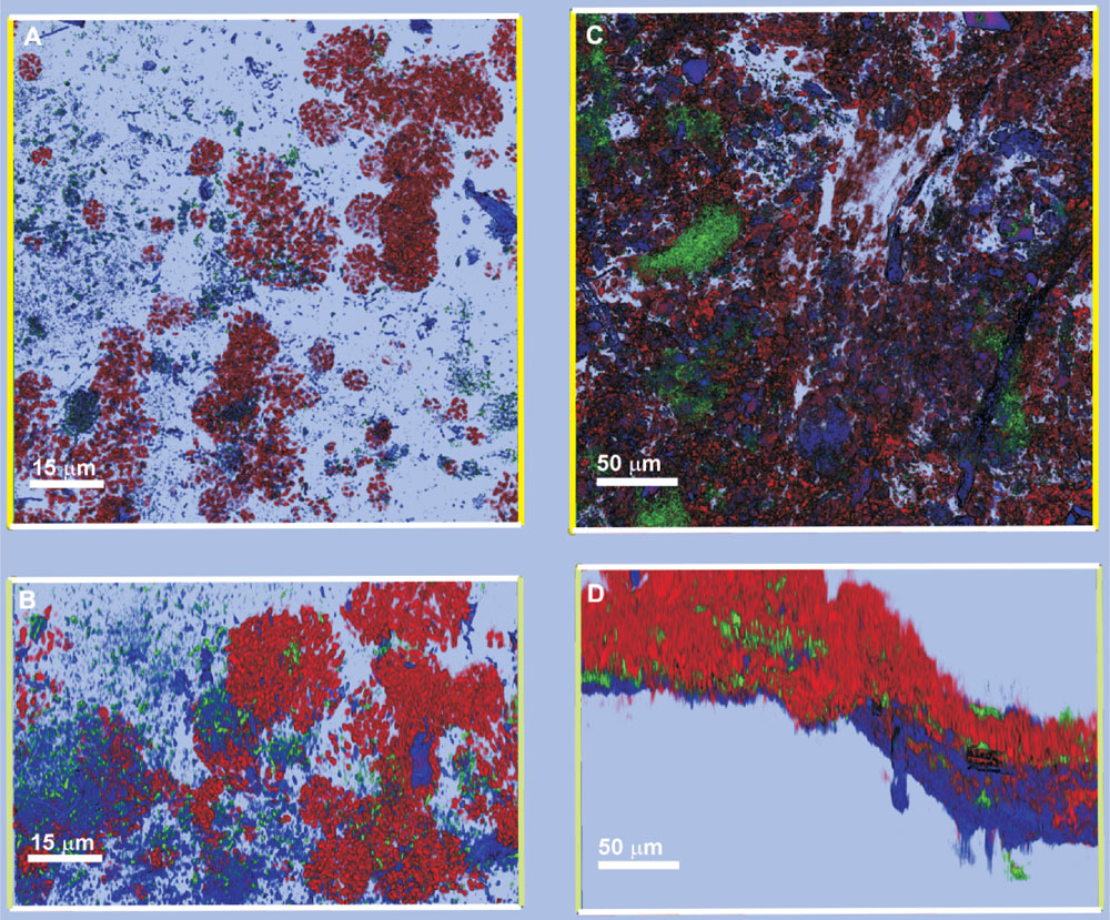 Spatial Architecture of Nitrifying Bacteria Biofilm Immobilized on ...