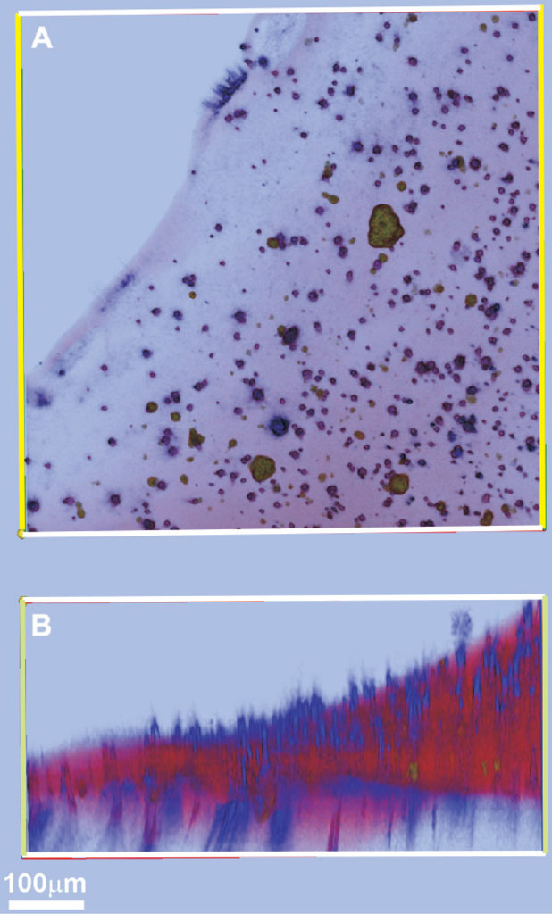 Spatial Architecture of Nitrifying Bacteria Biofilm Immobilized on ...
