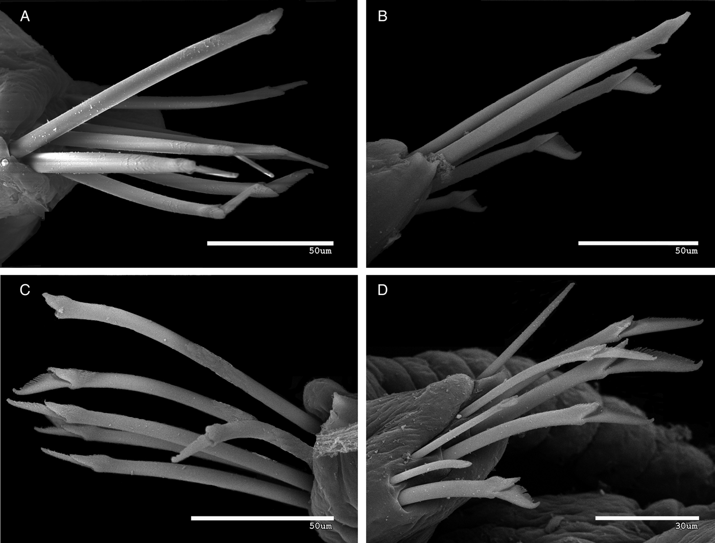 Two new species of Syllis (Polychaeta: Syllidae) from South Africa, one ...