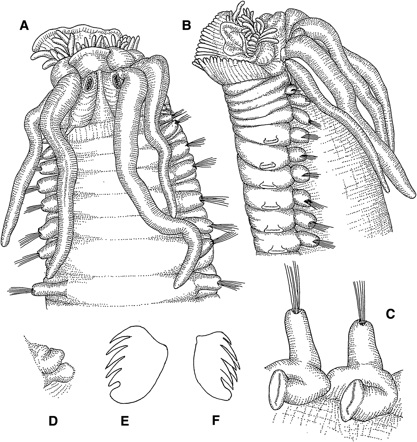 Ampharetidae (Annelida: Polychaeta) from Japanese waters. Part IV ...