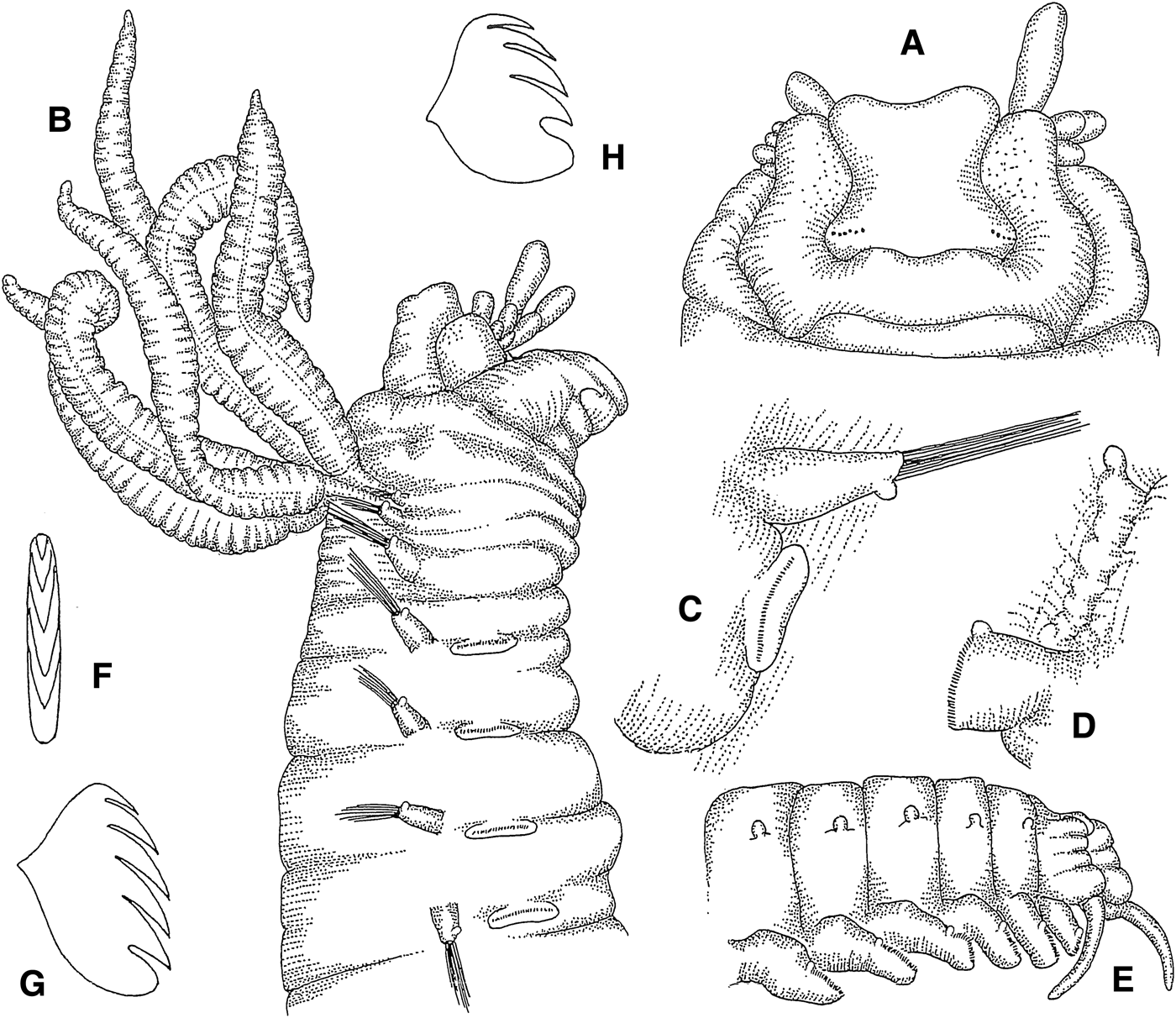 Ampharetidae (Annelida: Polychaeta) from Japanese waters. Part IV ...