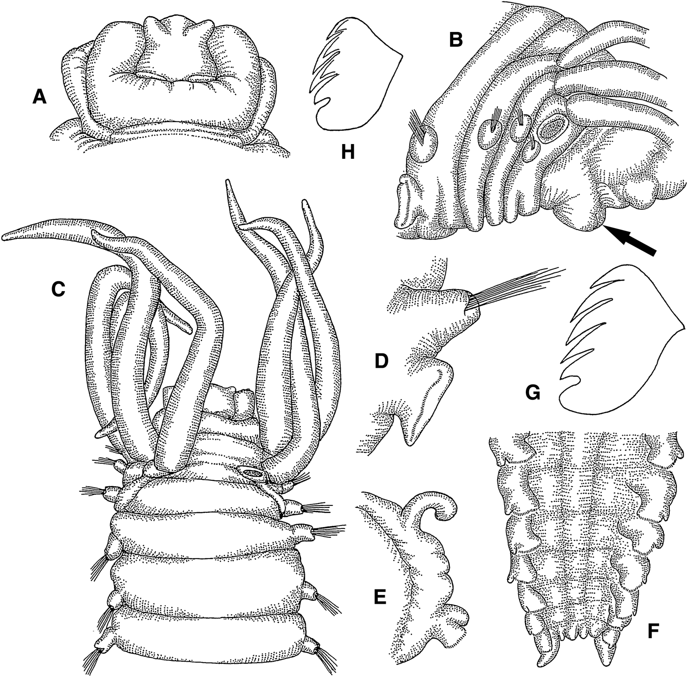 Ampharetidae (Annelida: Polychaeta) from Japanese waters. Part IV ...
