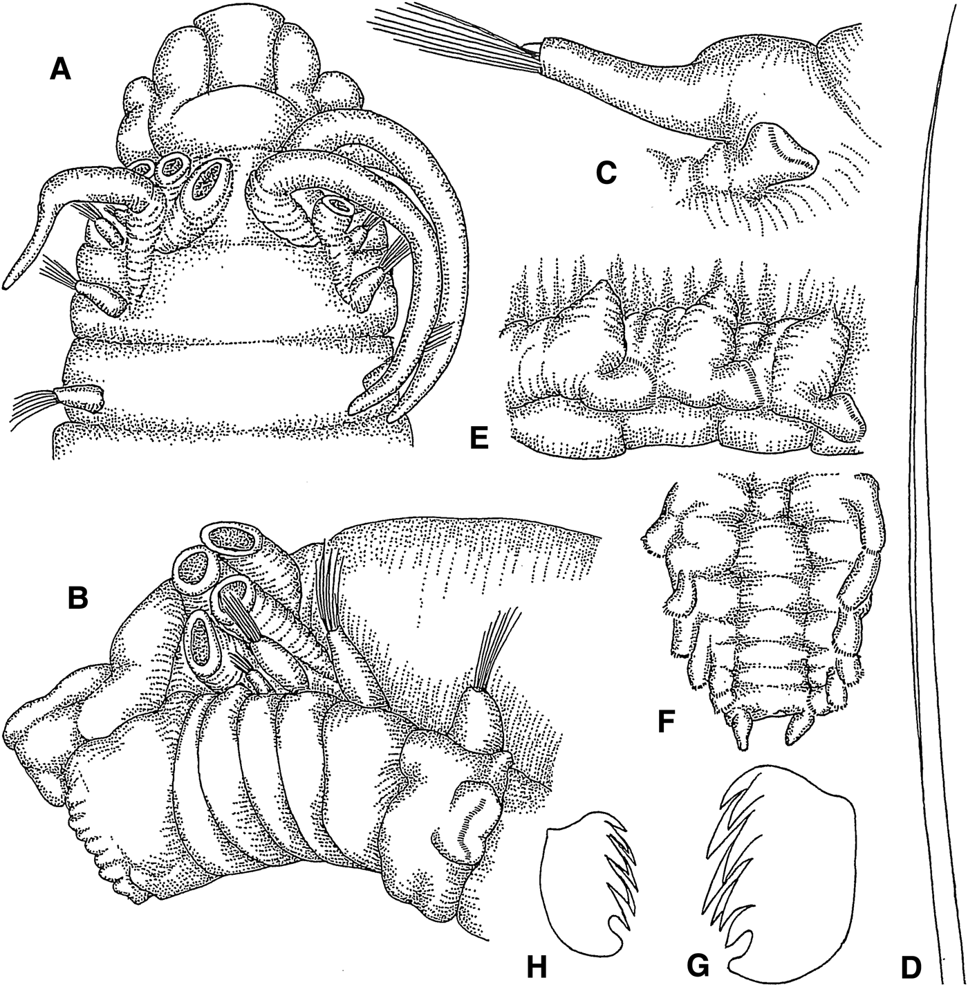 Ampharetidae (Annelida: Polychaeta) from Japanese waters. Part IV ...