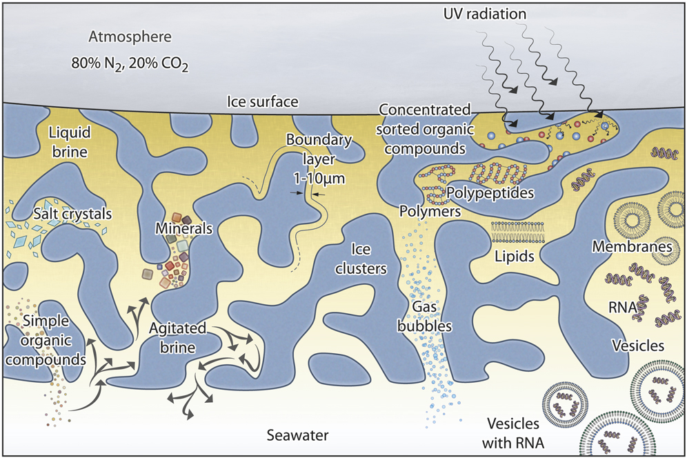 Ice-templating, freeze casting: Beyond materials processing | Journal ...