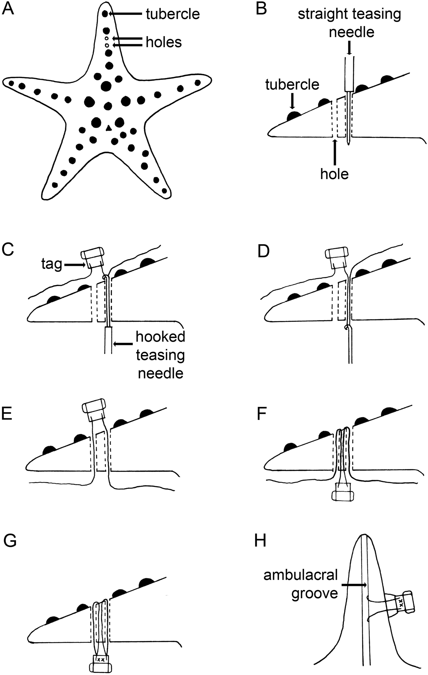 A method for the external attachment of acoustic tags on sea stars ...