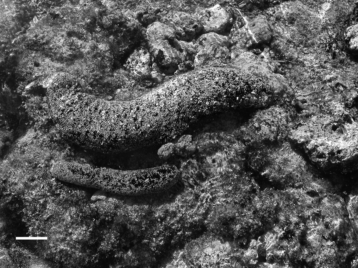 Long term trends in population dynamics and reproduction in Holothuria ...