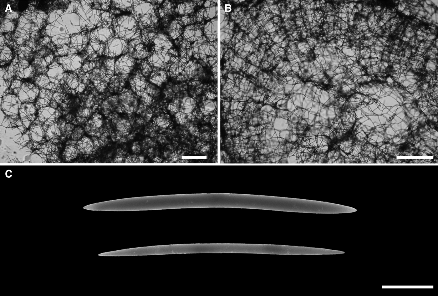 Two new shallow-water species of Haliclona from north-eastern Brazil ...