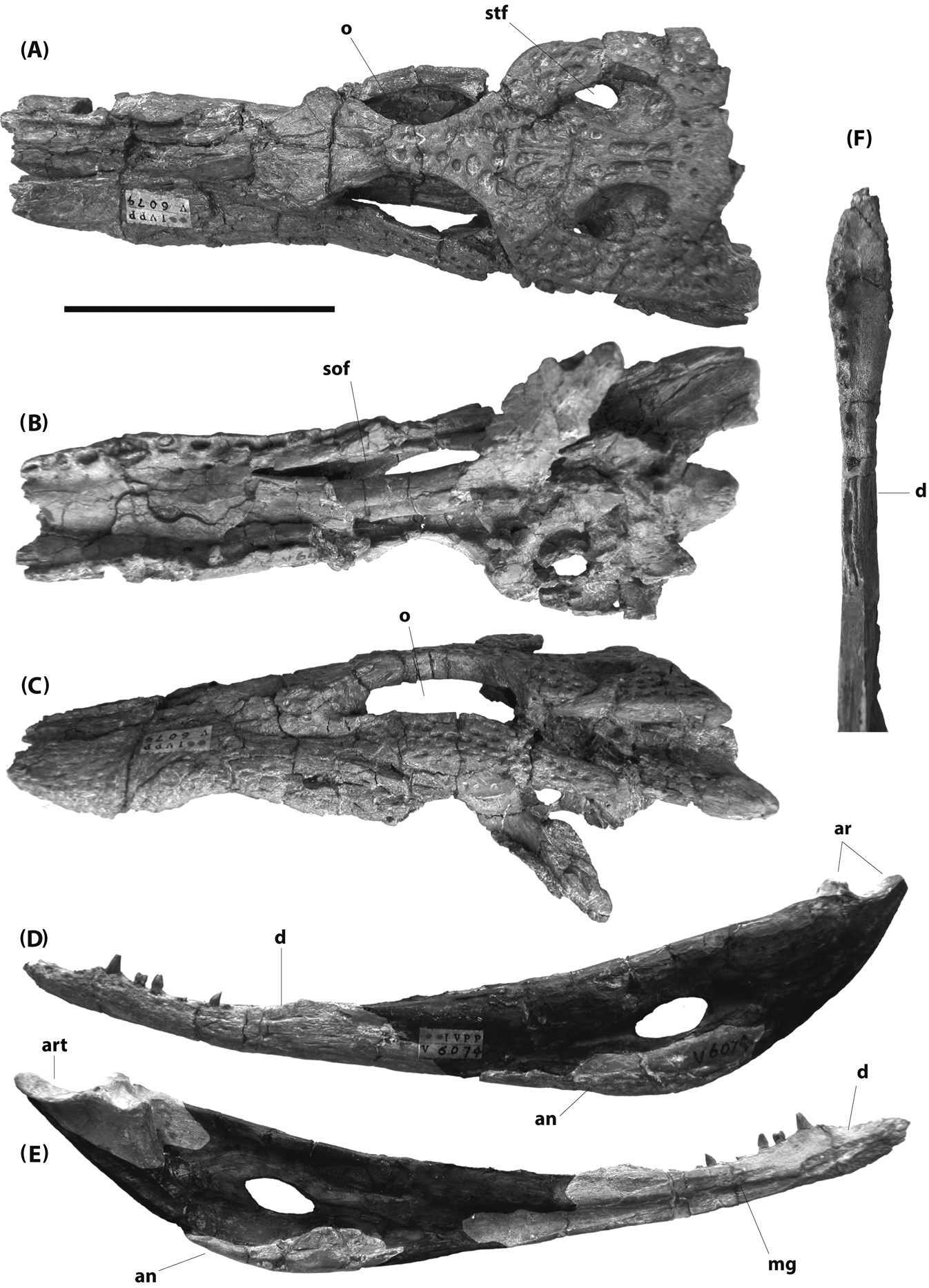 Phylogenetic relationships of Palaeogene ziphodont eusuchians and the ...
