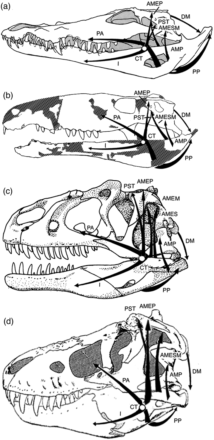 Jaw musculature and jaw mechanics of Sebecus icaeorhinus Simpson, 1937 ...
