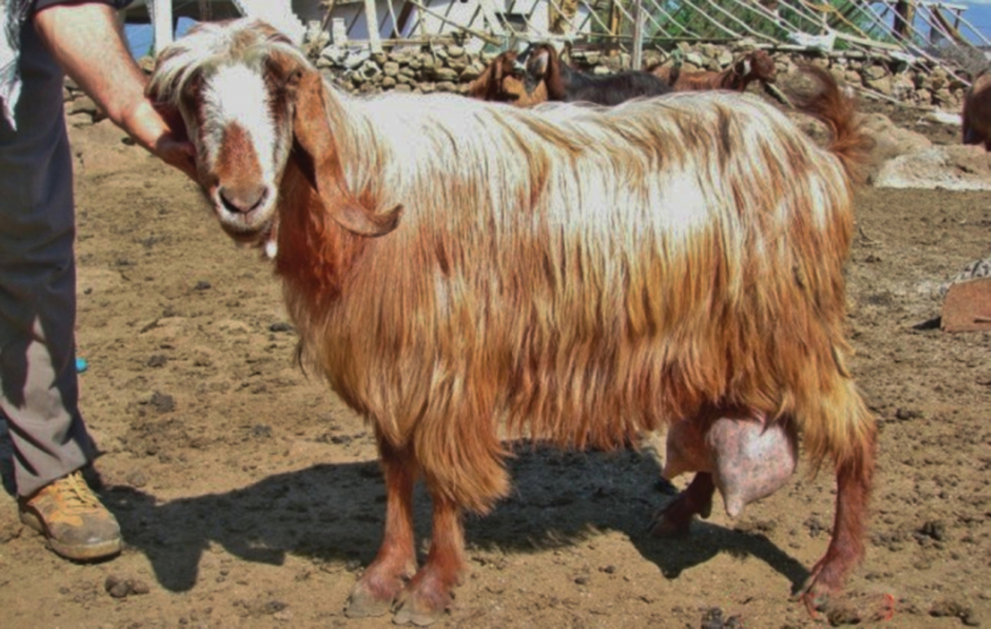 The domestic livestock resources of Turkey: goat breeds and types and ...