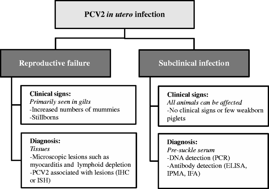 Effect of porcine circovirus type 2 (PCV2) infection on reproduction ...