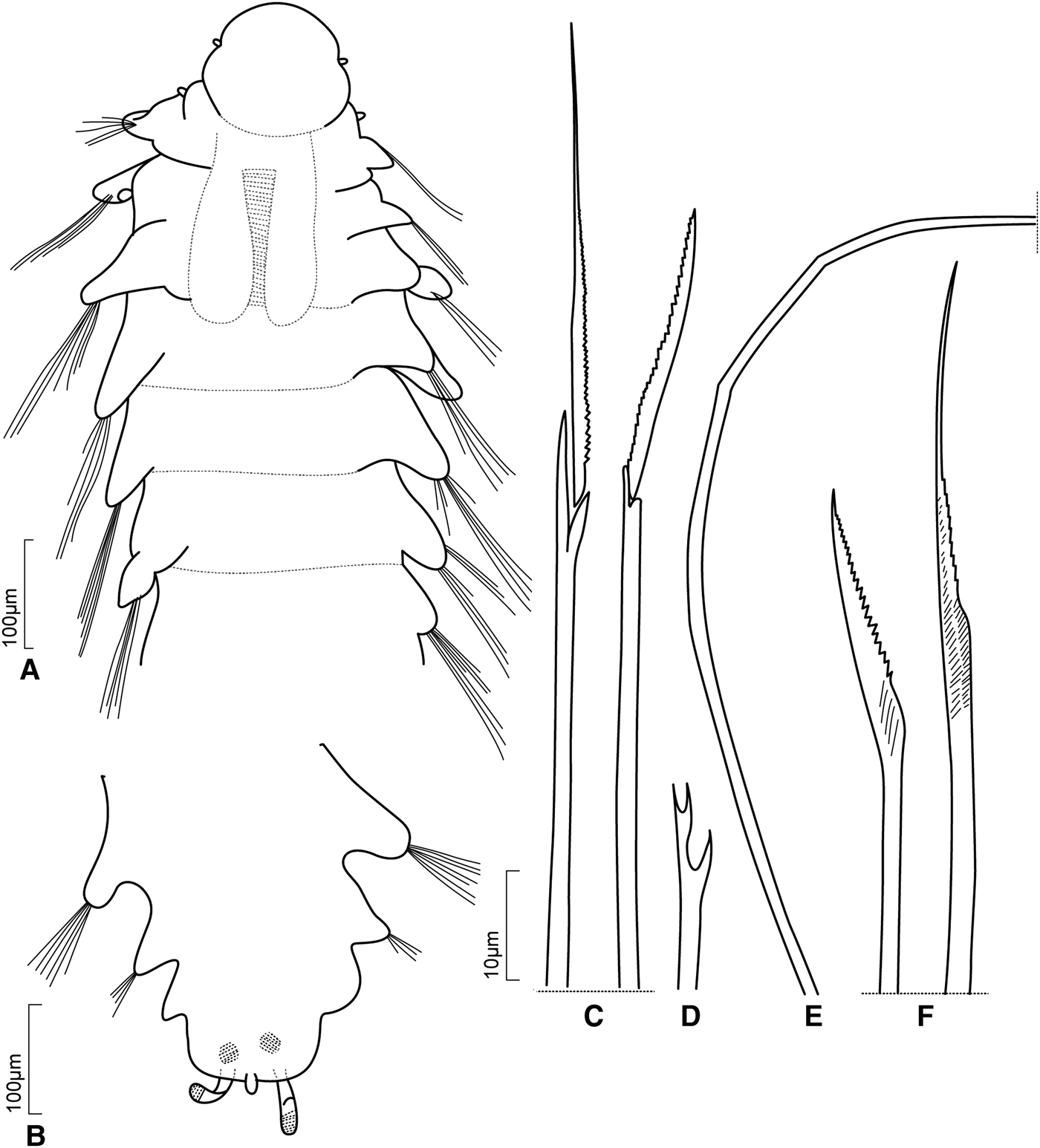 Lacydoniidae Bergström, 1914 (Polychaeta) in the South Atlantic ...