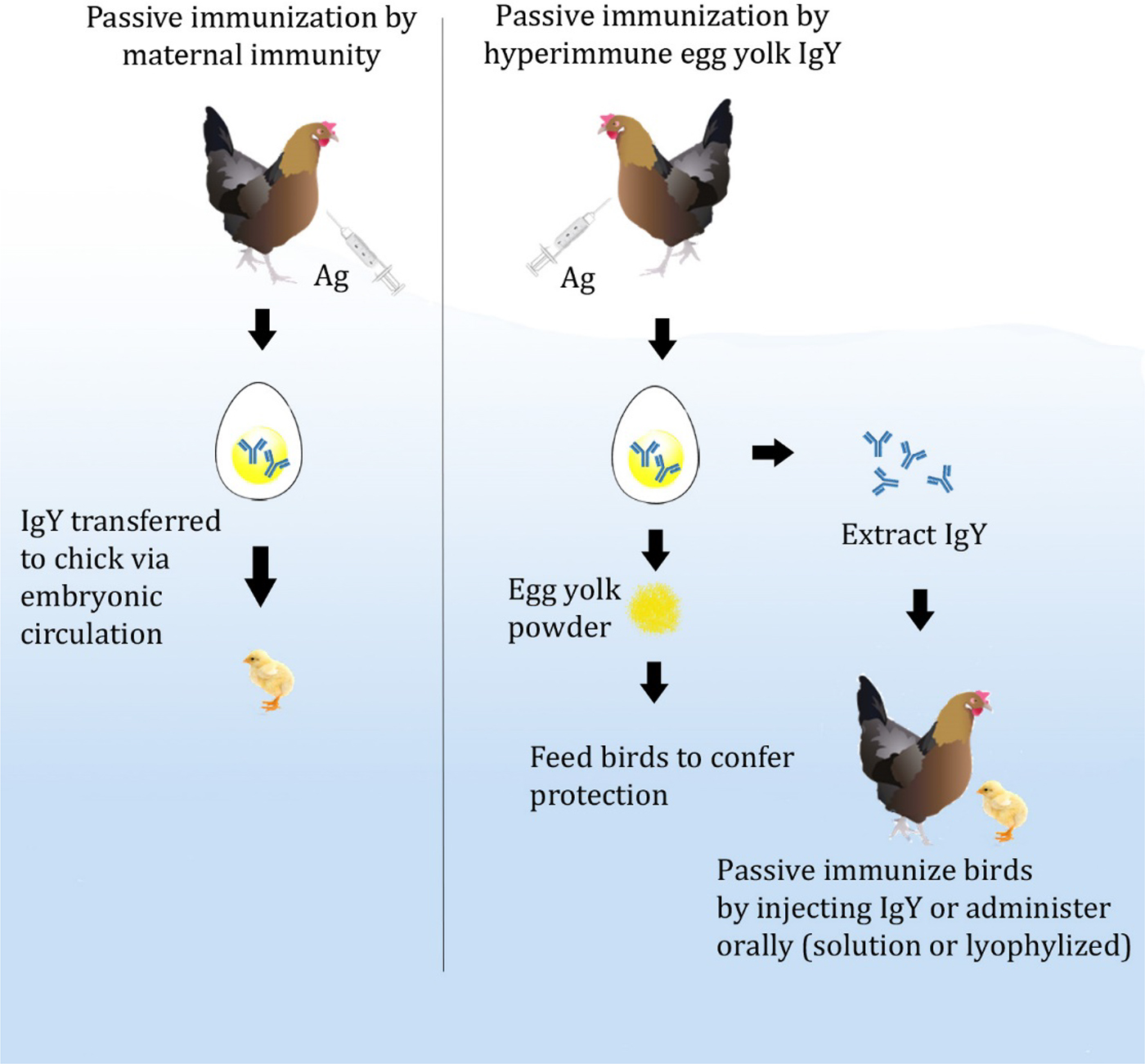 Passive immunization with hyperimmune egg-yolk IgY as prophylaxis and therapy for poultry ...