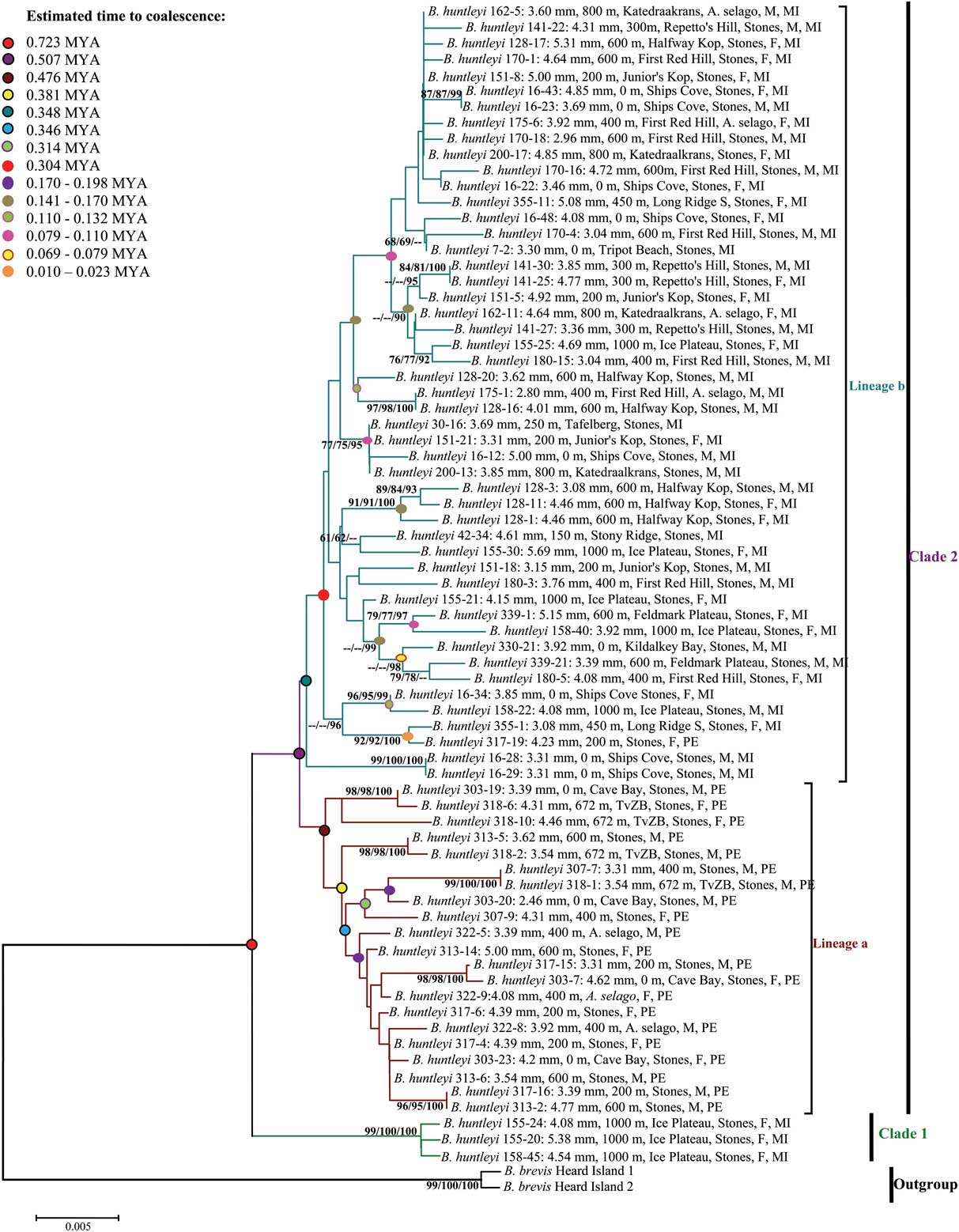 Inter-island dispersal of flightless Bothrometopus huntleyi (Coleoptera ...