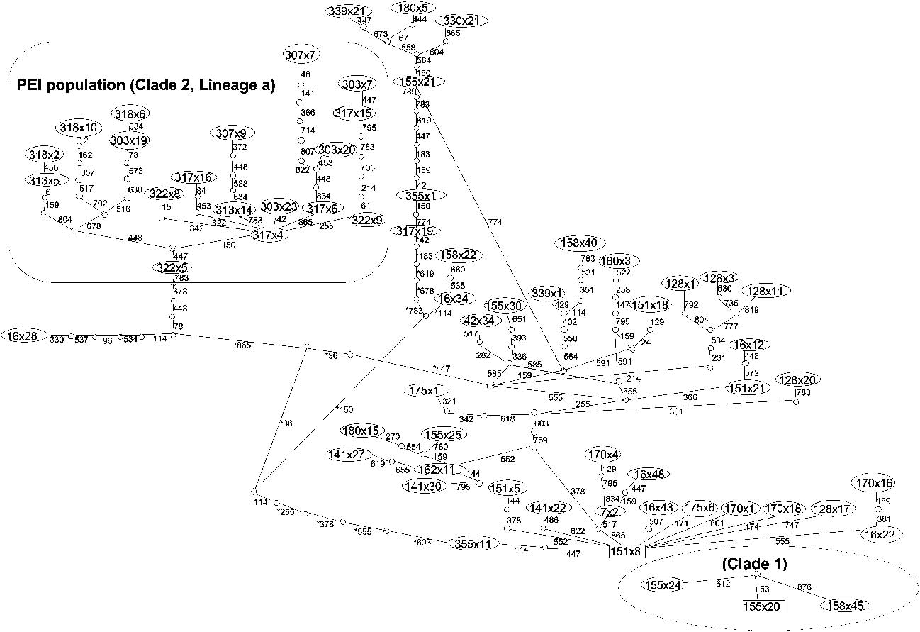Inter-island dispersal of flightless Bothrometopus huntleyi (Coleoptera ...