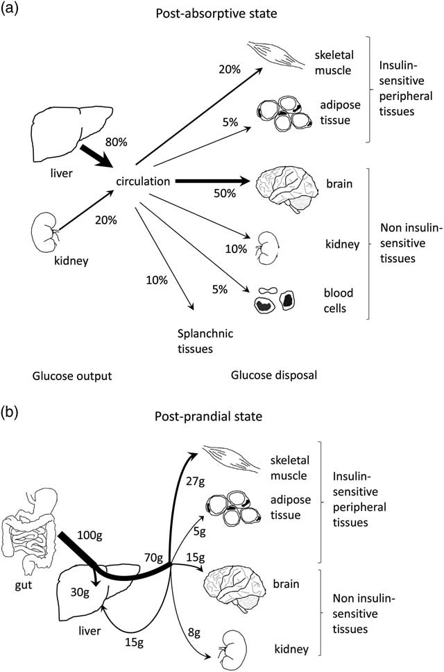 Growing healthy muscles to optimise metabolic health into adult life ...