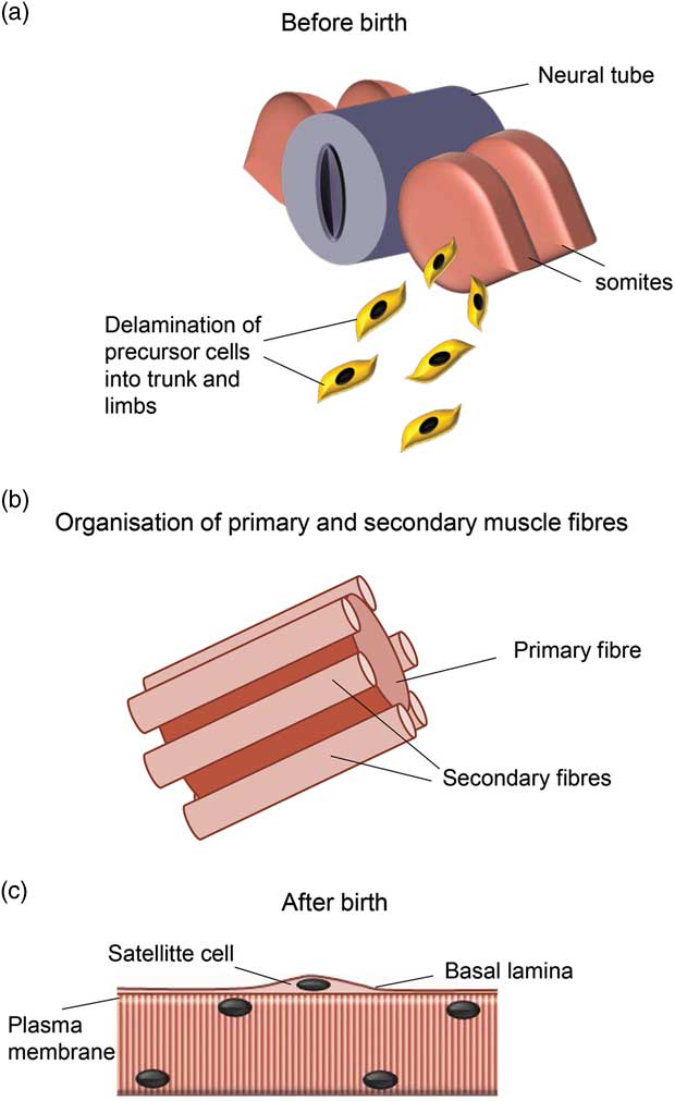 Growing healthy muscles to optimise metabolic health into adult life ...
