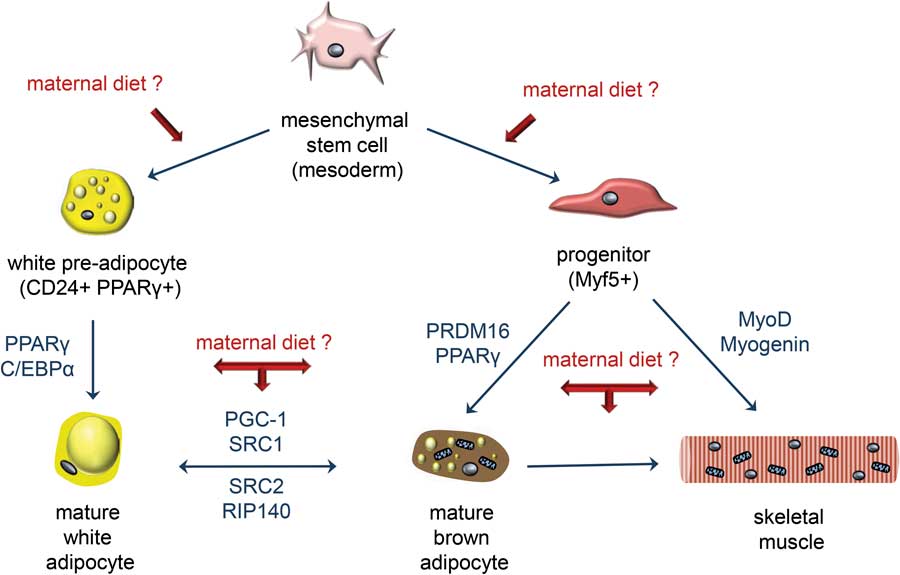Growing healthy muscles to optimise metabolic health into adult life ...
