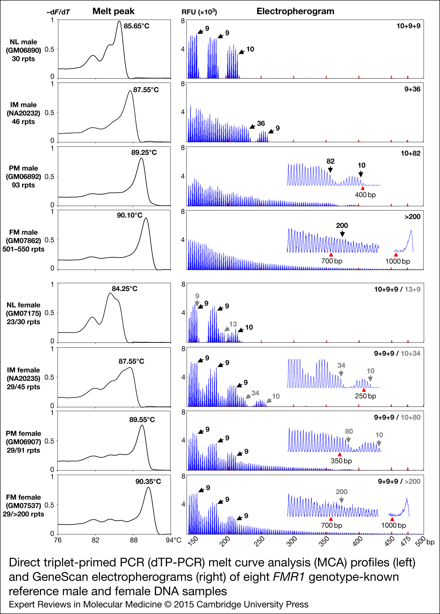 Simplified strategy for rapid first-line screening of fragile X ...